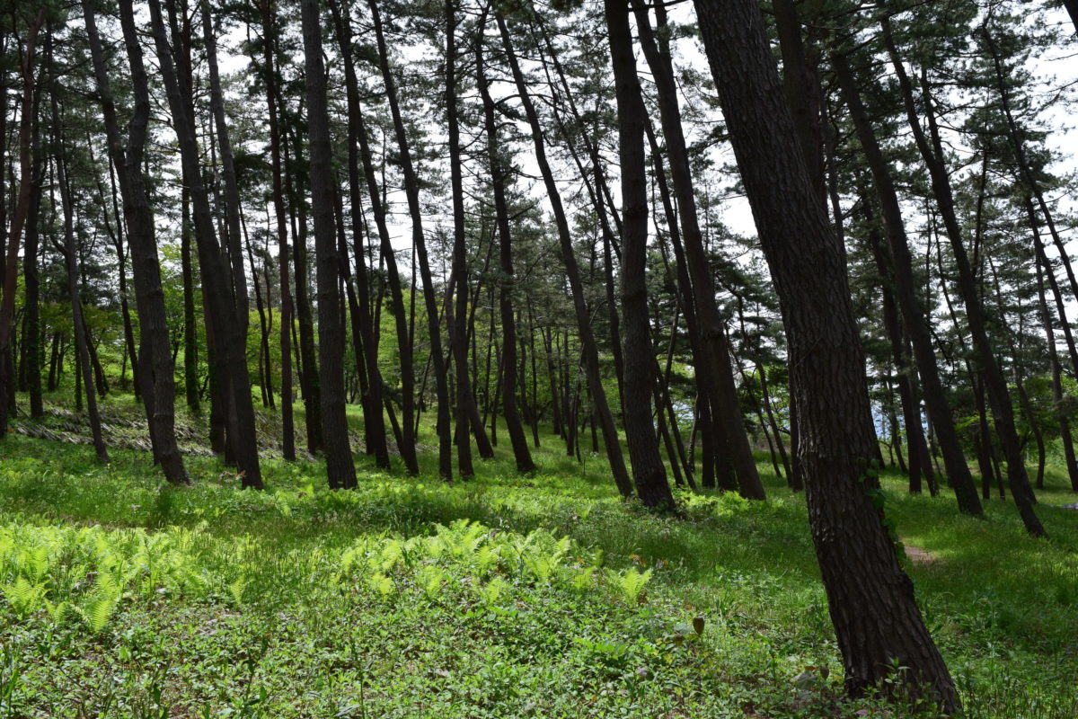 Remnants of a Prosperous Town | Sakata Tourism｜Sakata City, Yamagata ...