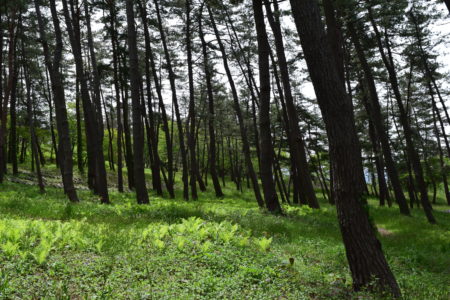 Remnants of a Prosperous Town | Sakata Tourism｜Sakata City, Yamagata ...